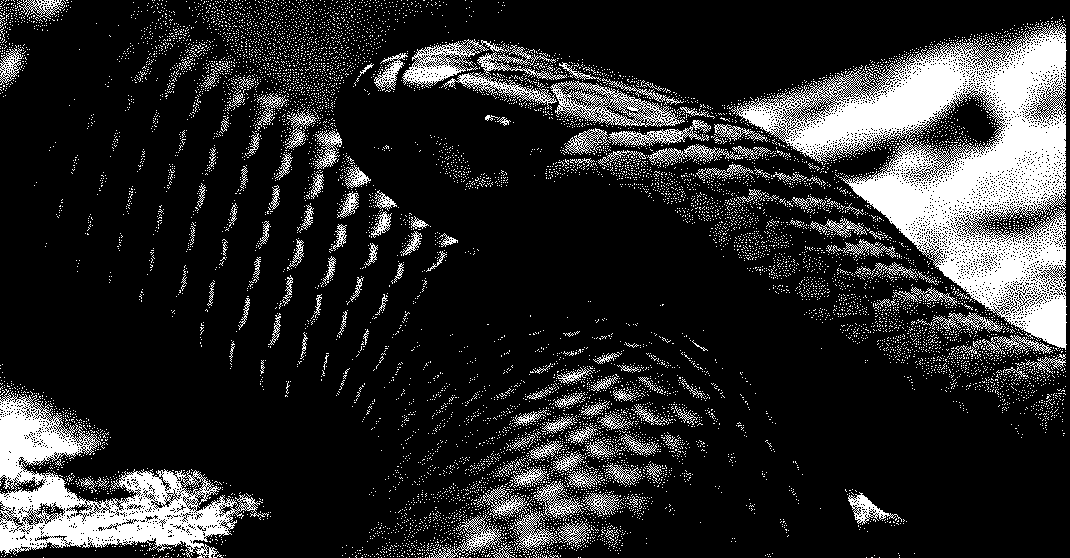 Our Brand – serpentsmoon